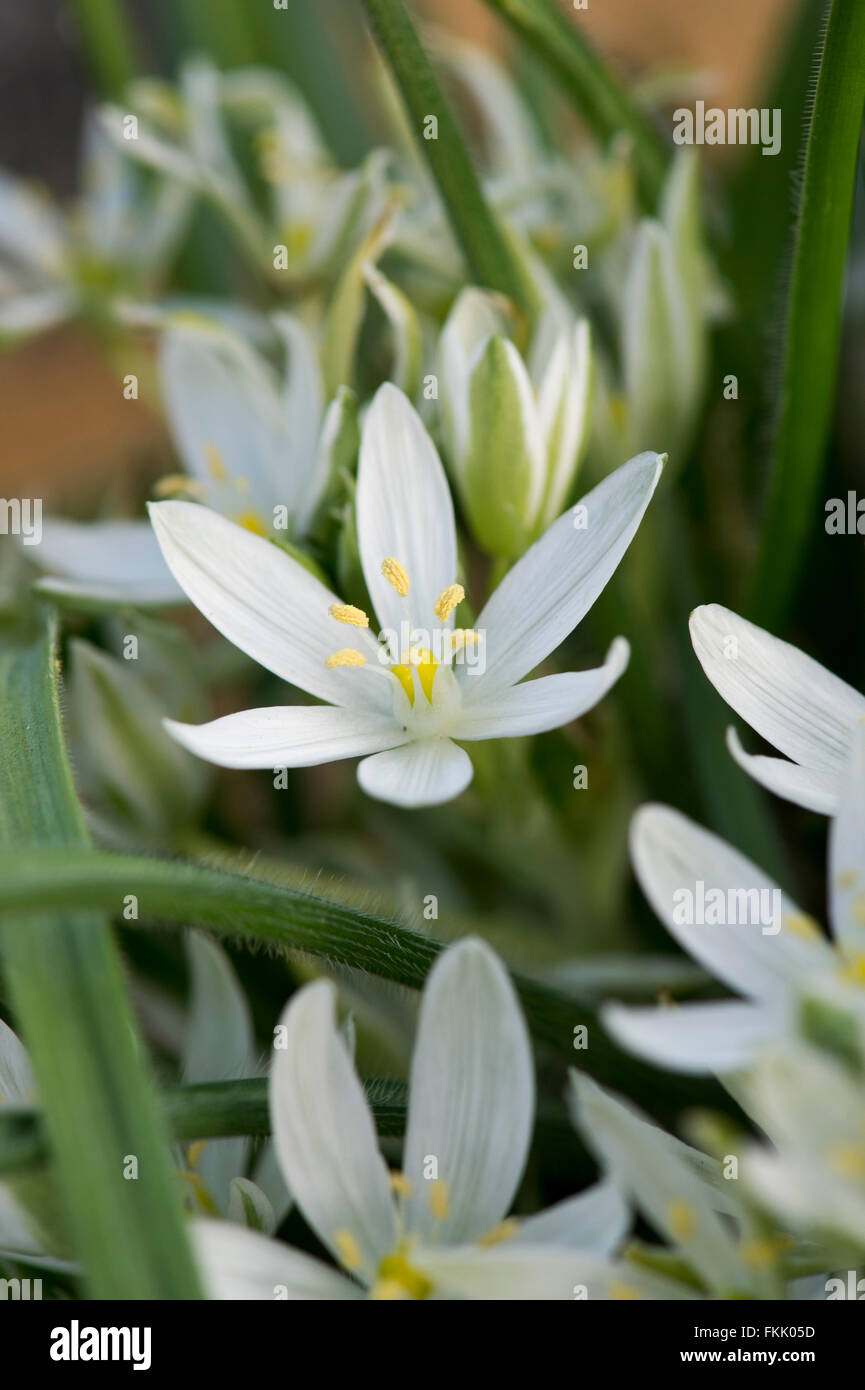 Star of bethlehem flower hi-res stock photography and images - Alamy
