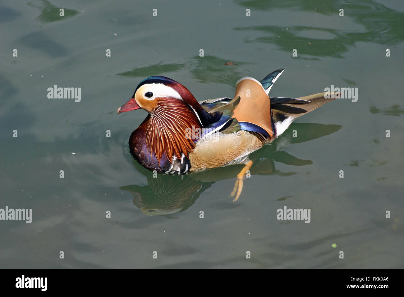 Mandarin duck on water Stock Photo - Alamy
