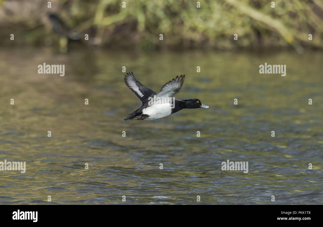 Male Tufted duck flying over a lake Stock Photo - Alamy