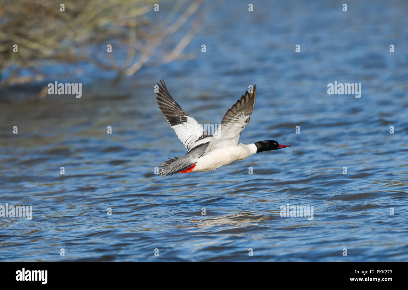 Male Goosander High Resolution Stock Photography and Images - Alamy