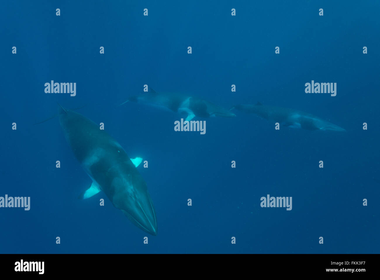 Dwarf minke whale (Balaenoptera acutorostrata) in the blue wintering ...