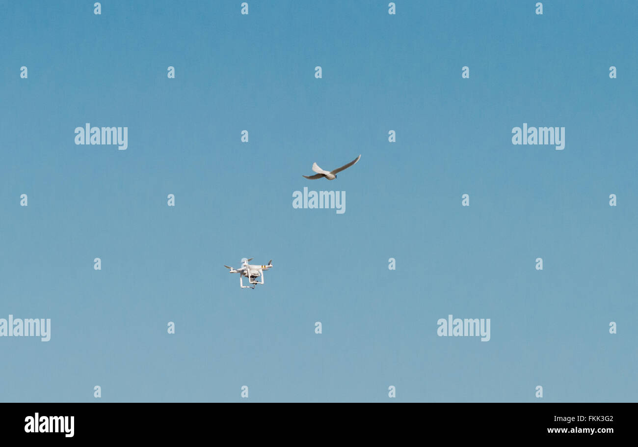 Phantom 3 Professional drone or quadcopter flying close to a white dove ...