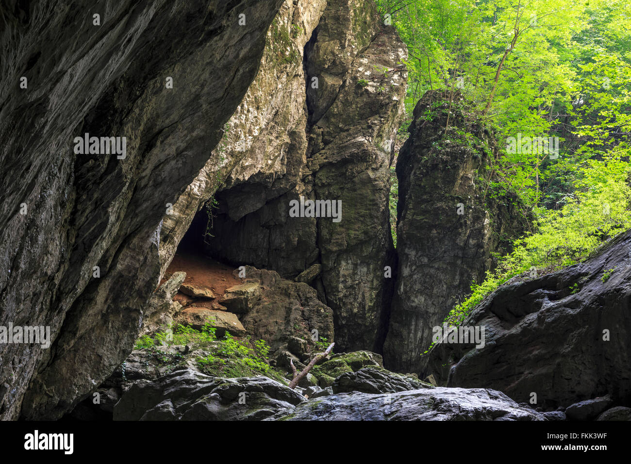 Forest Cave Entrance