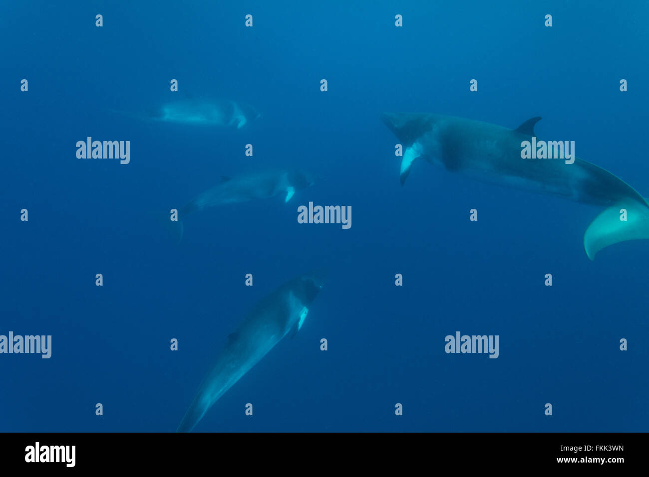 Dwarf minke whale (Balaenoptera acutorostrata) in the blue wintering ...