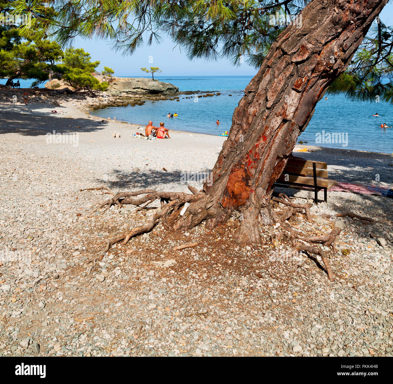 in the mediterranean see turkey europe pine plant and tree Stock Photo ...