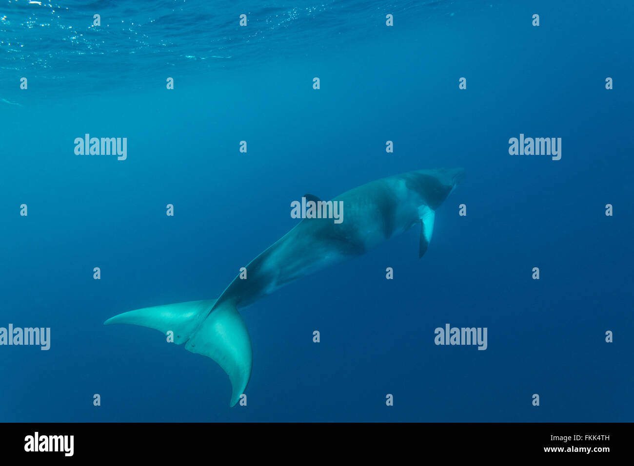 Dwarf minke whale (Balaenoptera acutorostrata) in the blue wintering ...