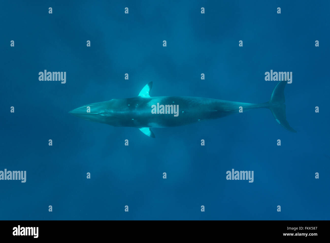 Dwarf minke whale (Balaenoptera acutorostrata) in the blue wintering ...