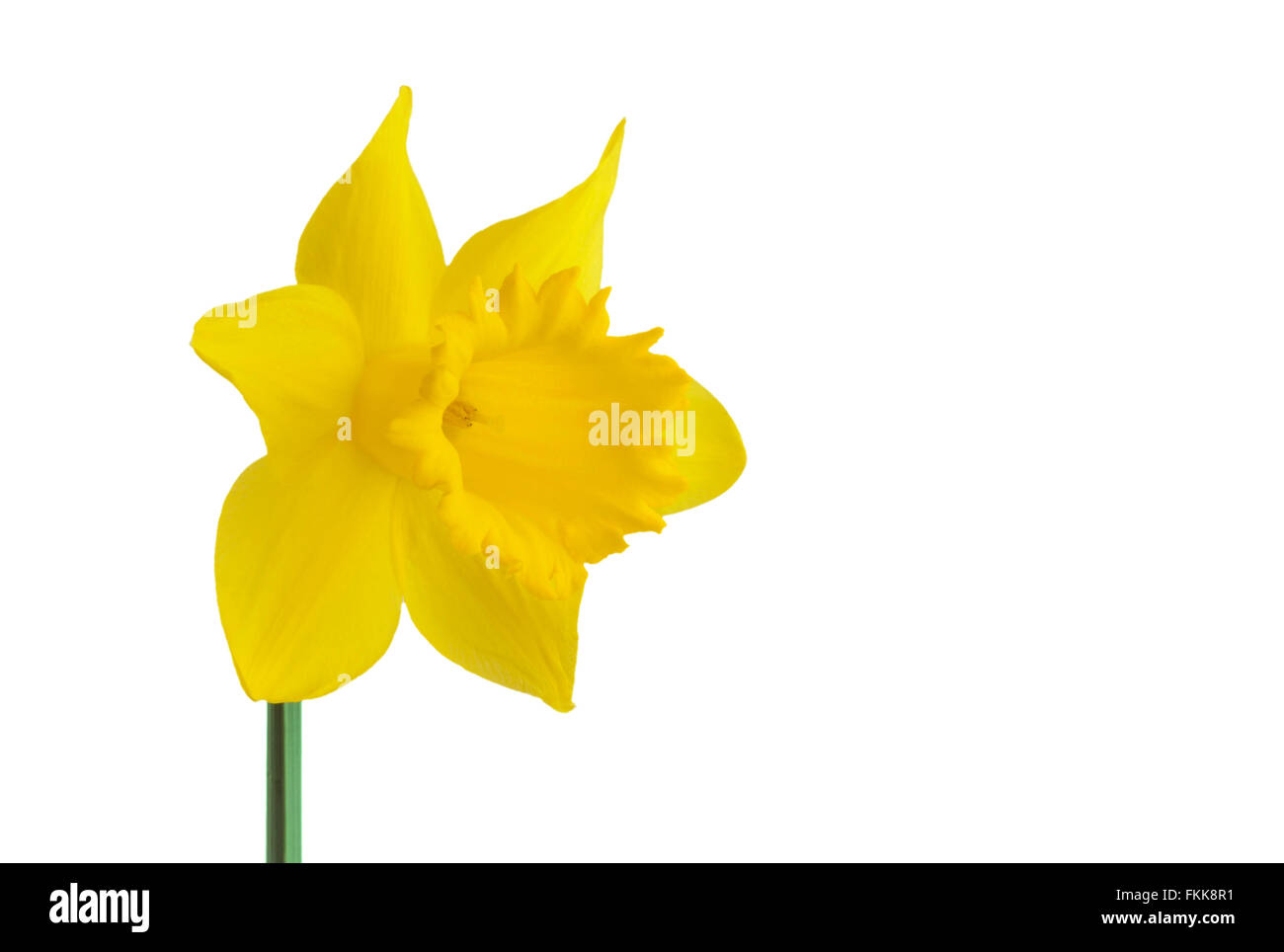 Daffodils bloom in spring garden Cut Out Stock Images & Pictures - Alamy