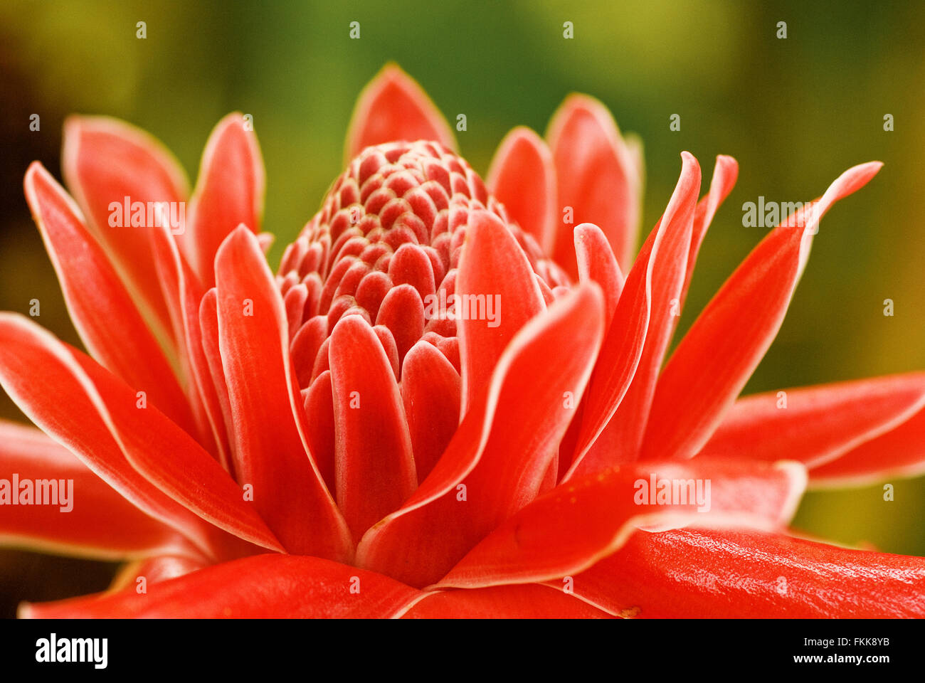 Tropical flower of Red torch ginger, Etlingera elatior close up Stock ...