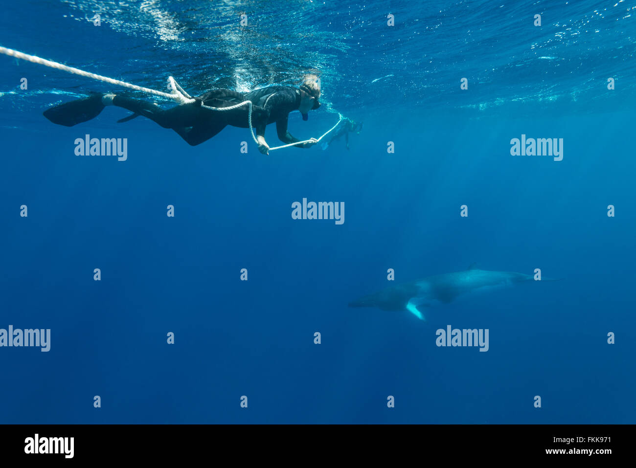 Dwarf minke whale barrier reef hi-res stock photography and images - Alamy