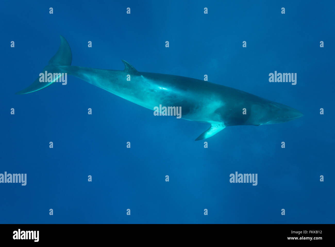 Dwarf minke whale (Balaenoptera acutorostrata) in the blue wintering ...