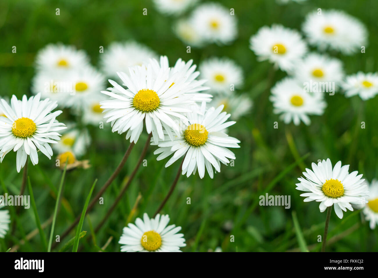 The white daises in new spring season Stock Photo - Alamy