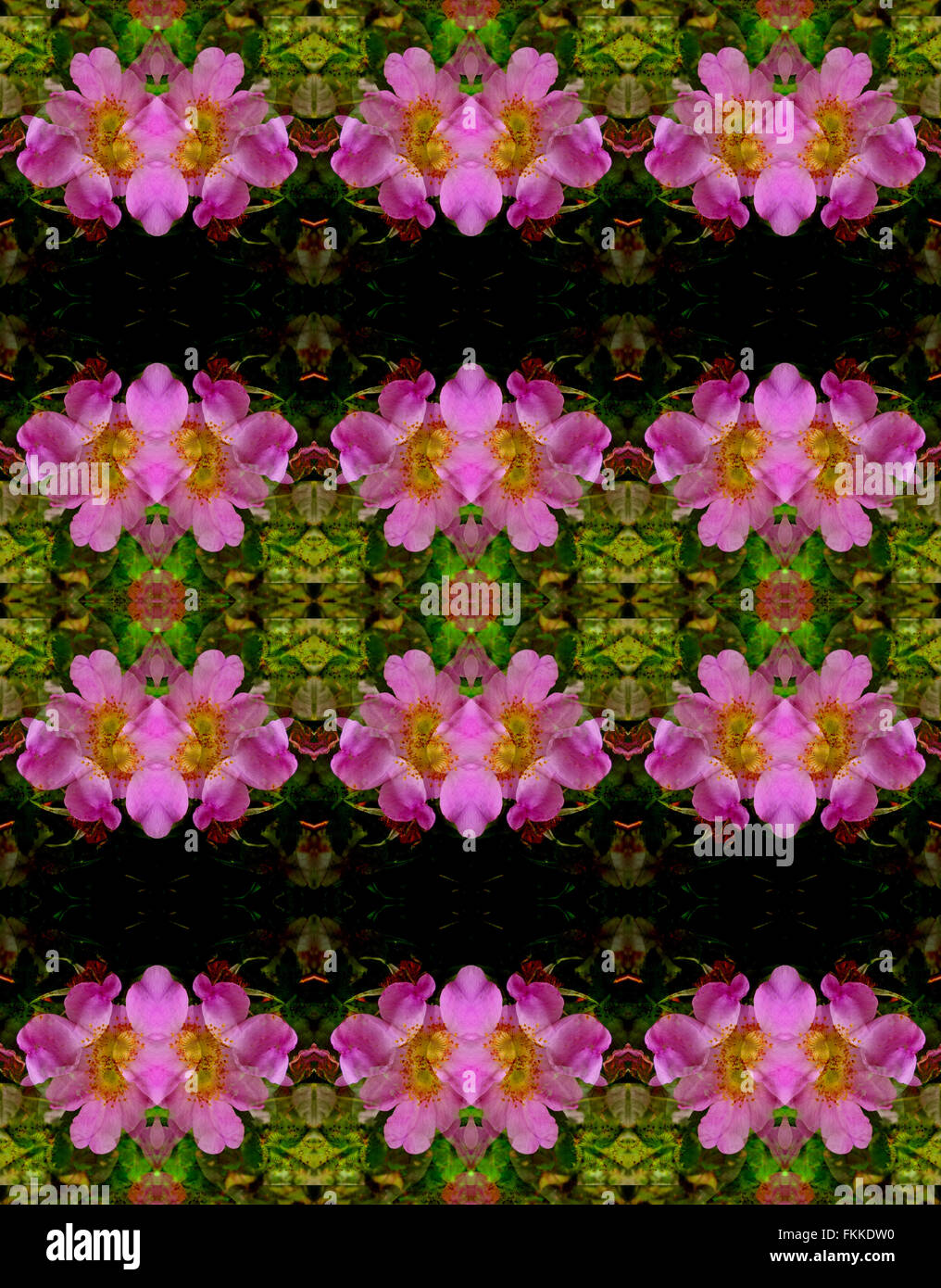 Seamless floral background. The flowers of wild rose. Horizontal ...