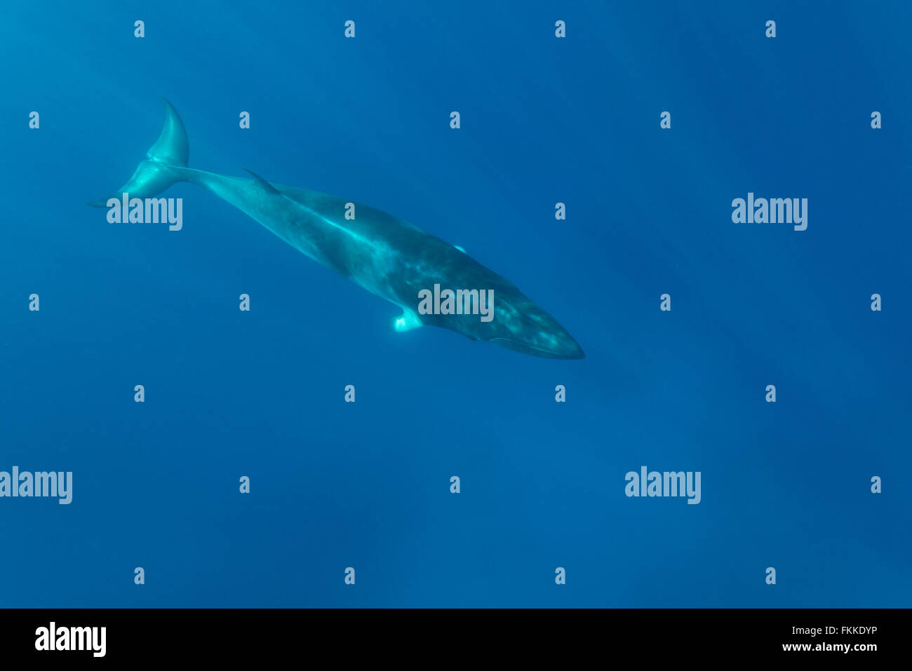 Dwarf minke whale (Balaenoptera acutorostrata) in the blue wintering ...