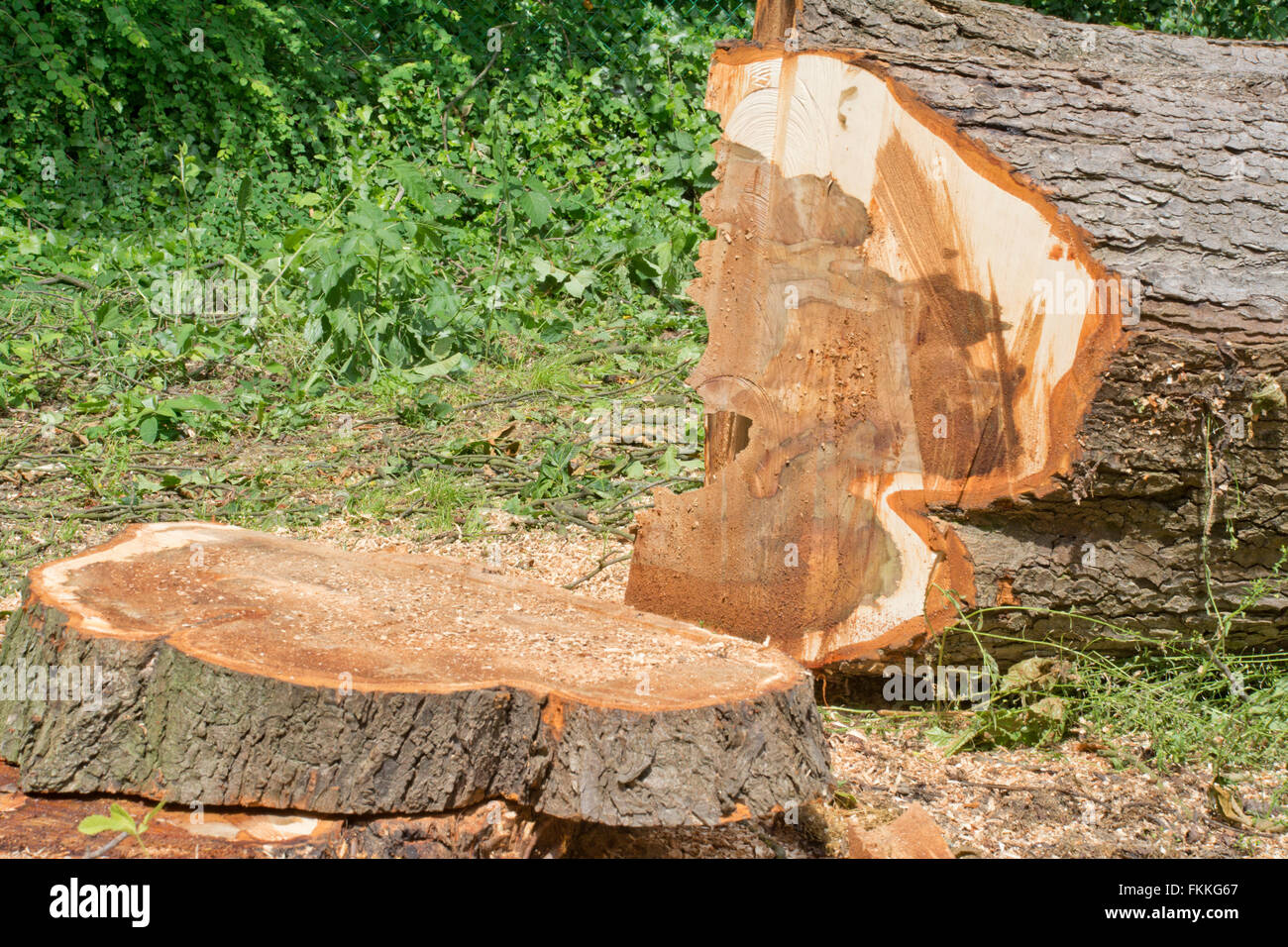 Sawn tree trunk Stock Photo - Alamy