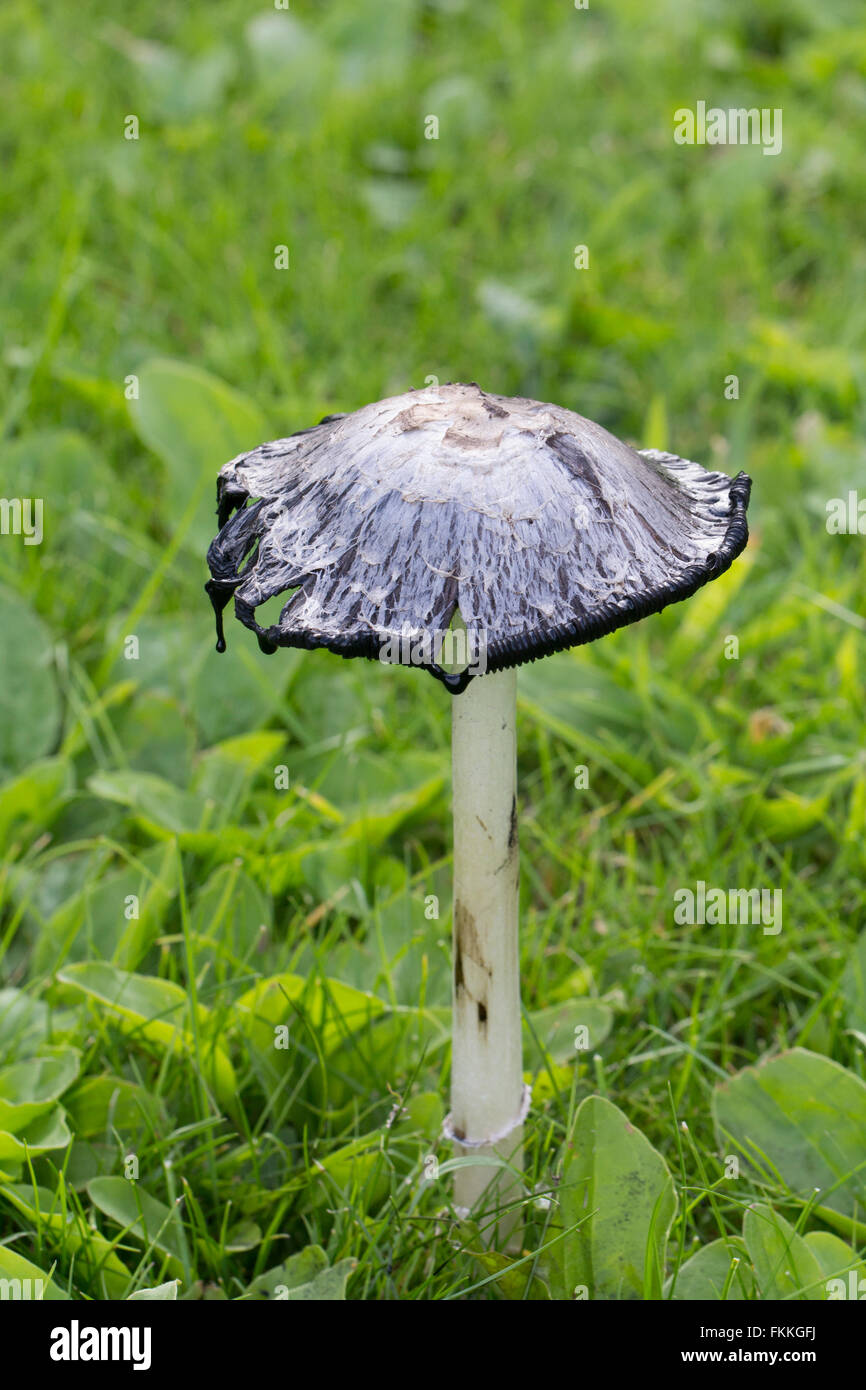 Shaggy Ink Cap (or Coprinus comatus fungi) edible mushroom Stock Photo ...