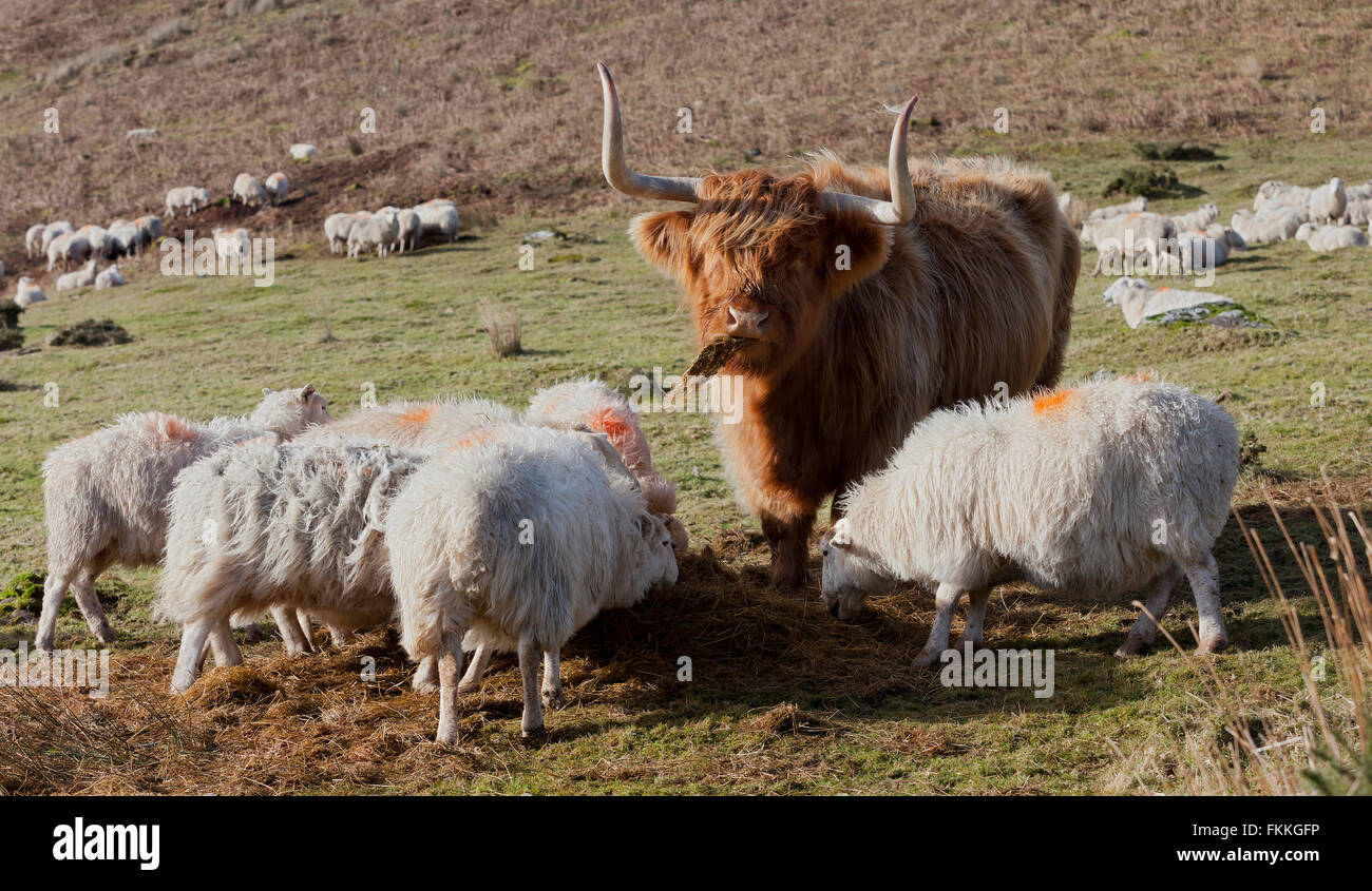 Cattle Sheep High Resolution Stock Photography and Images - Alamy
