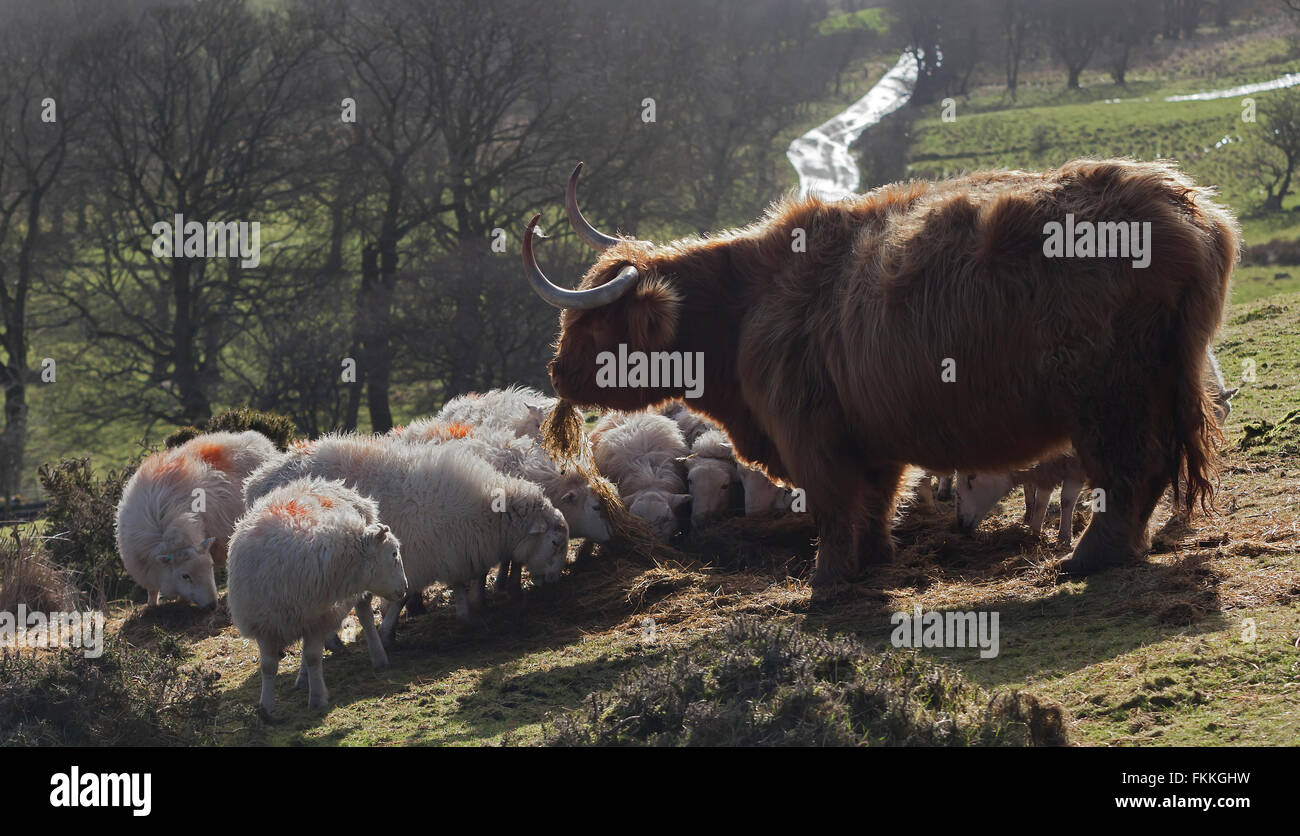Highland cattle and sheep near Gospel Pass in the black Mountains of ...