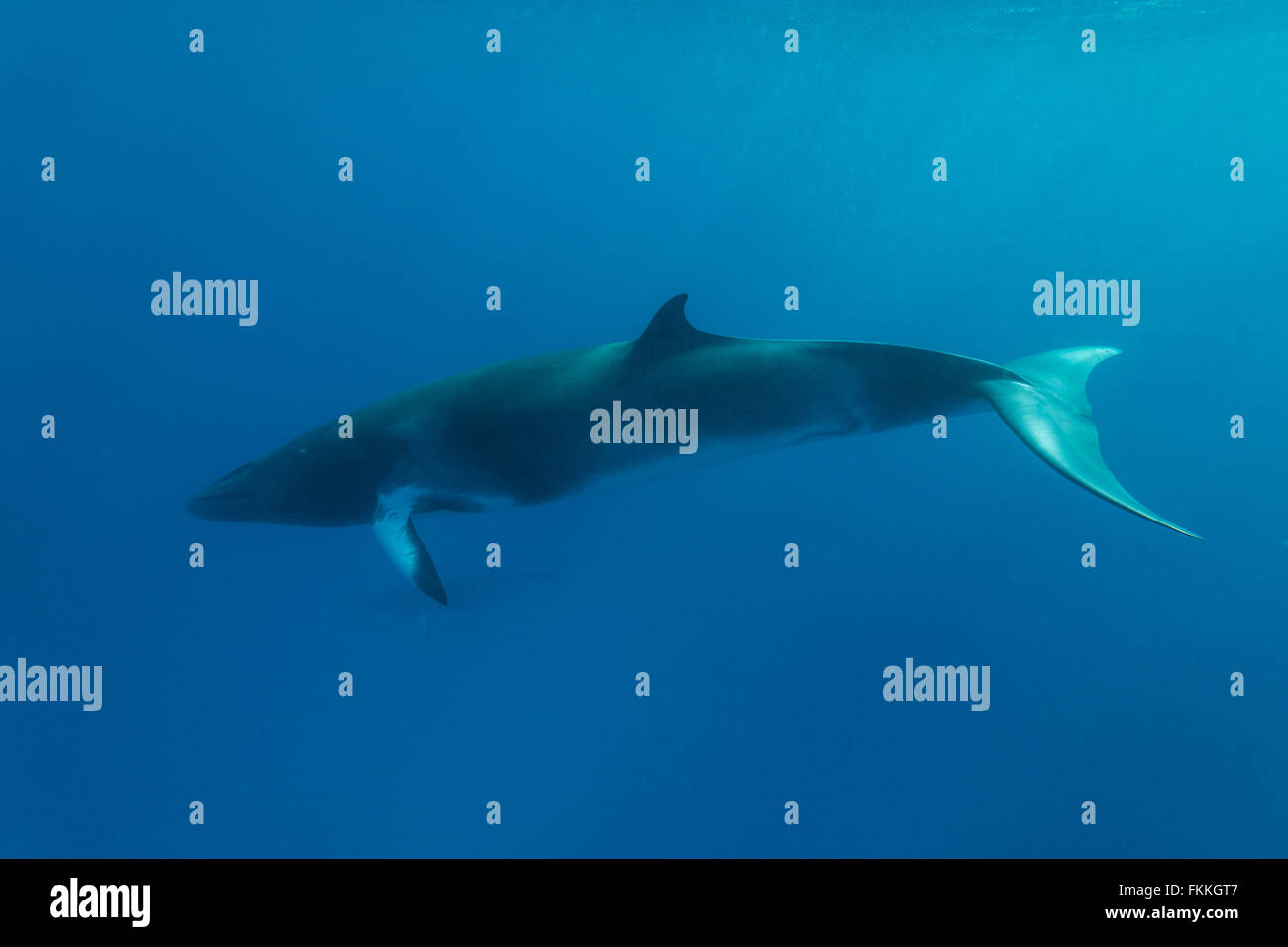 Dwarf minke whale (Balaenoptera acutorostrata) in the blue wintering ...