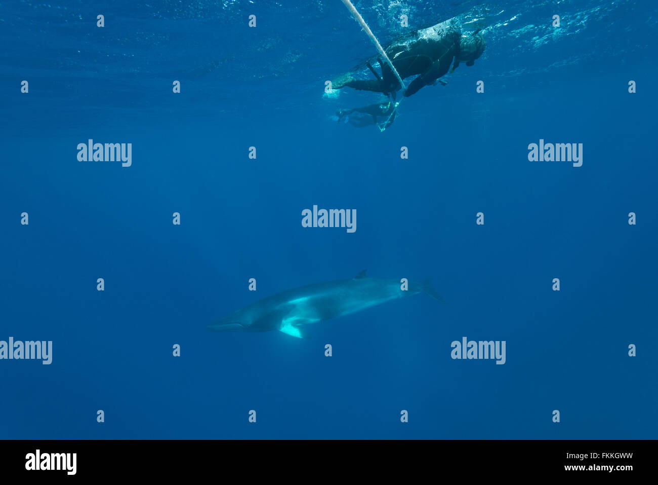 Dwarf minke whale (Balaenoptera acutorostrata) in the blue wintering ...