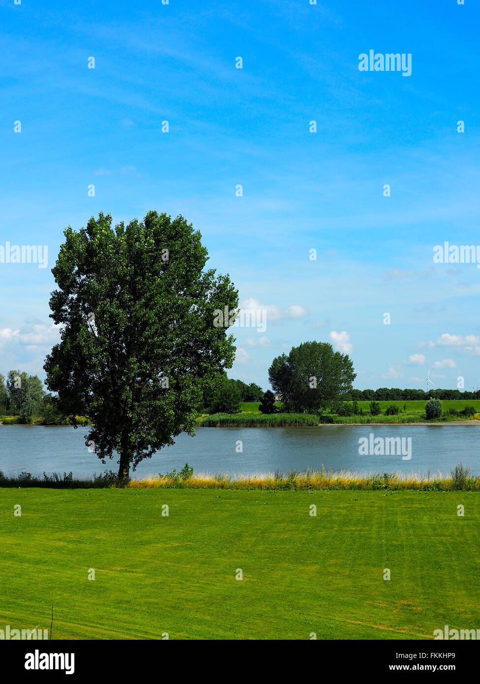 Single tree by the water Stock Photo - Alamy