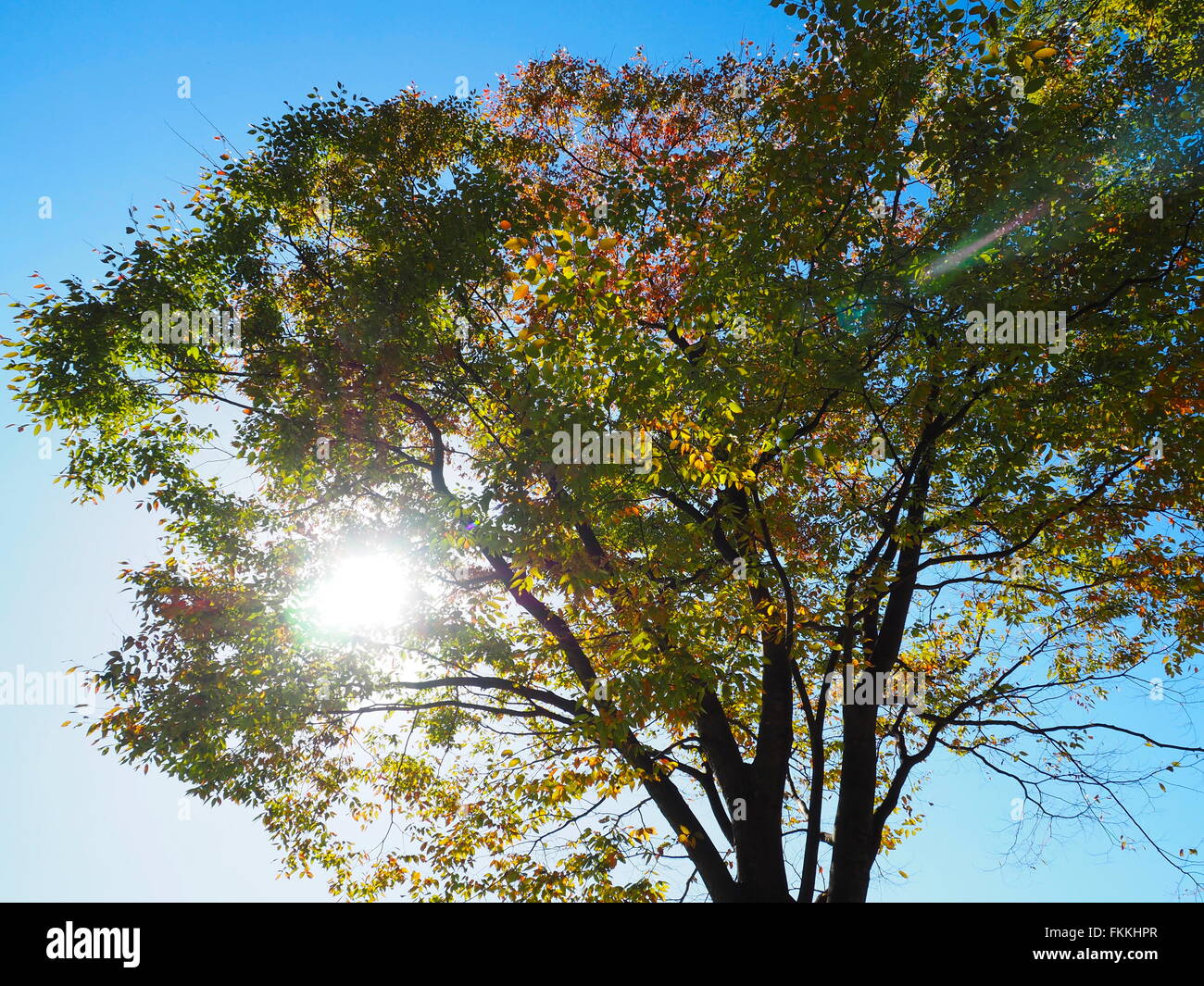 A single tree with sunlight in Kanazawa Castle park Stock Photo - Alamy
