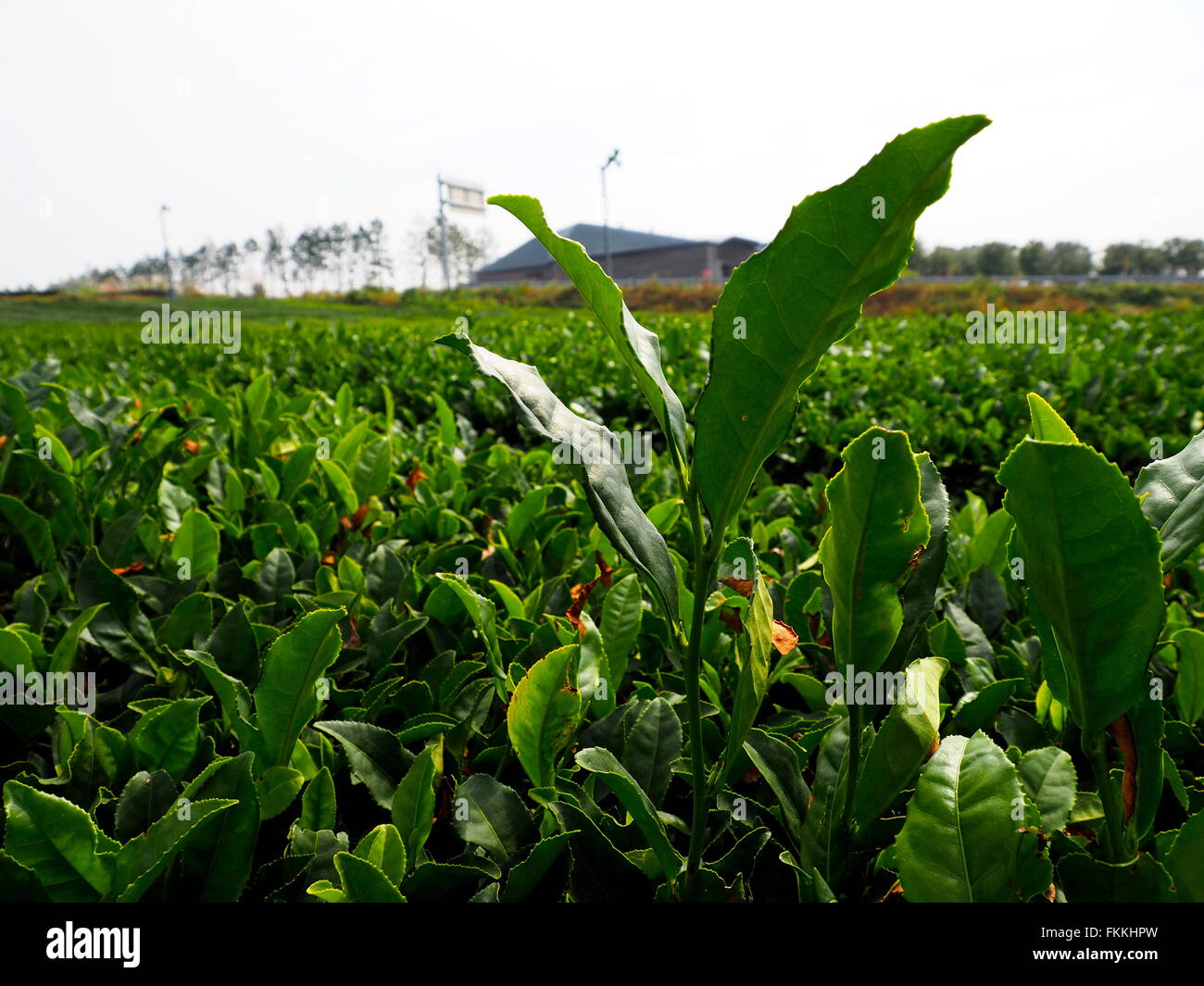 A view of a green tea field Stock Photo - Alamy