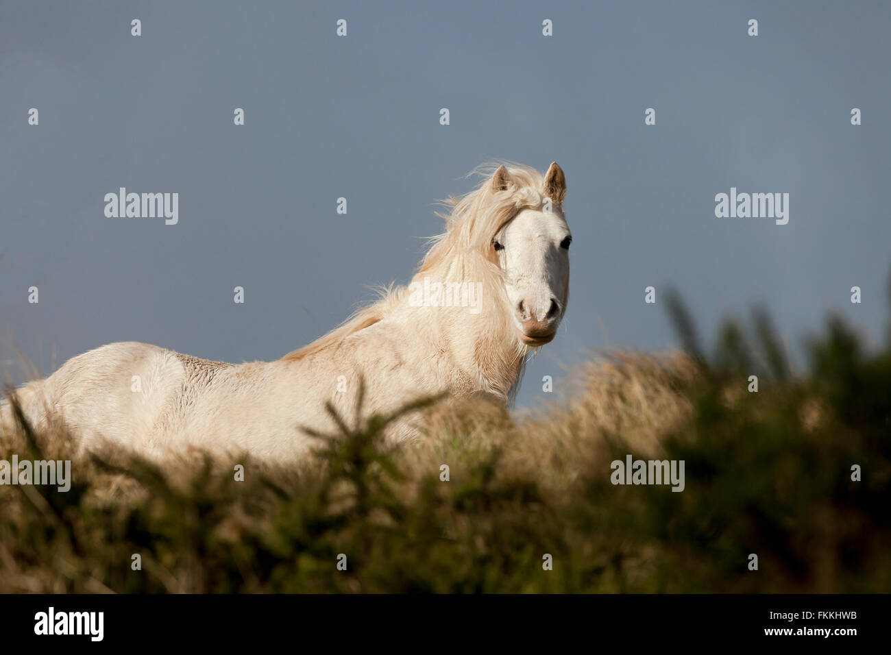 Wild Welsh Mountain pony Stock Photo - Alamy