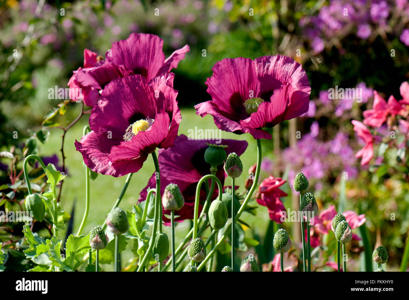 Dark plum poppy hi-res stock photography and images - Alamy