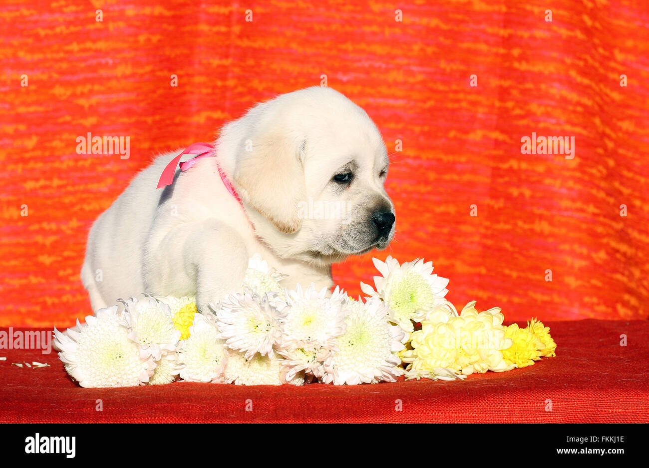 the nice yellow labrador puppy on an orange background with flowers ...