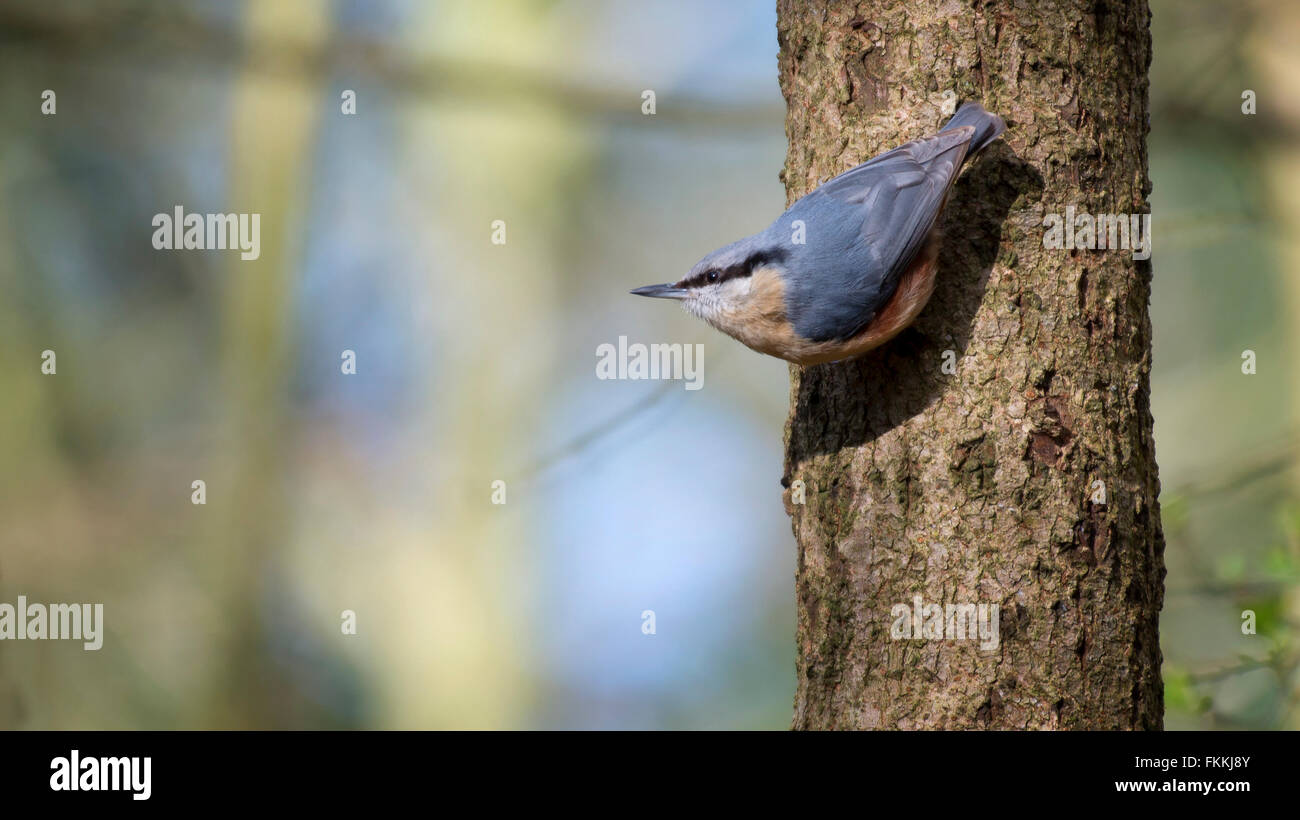 A Nuthatch in profile on a tree trunk Stock Photo - Alamy