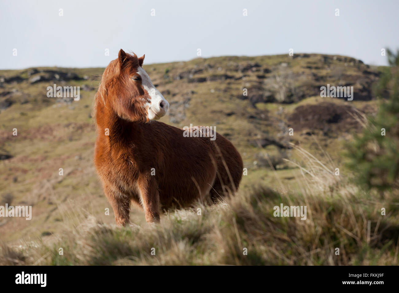 Wild Welsh Mountain pony Stock Photo - Alamy