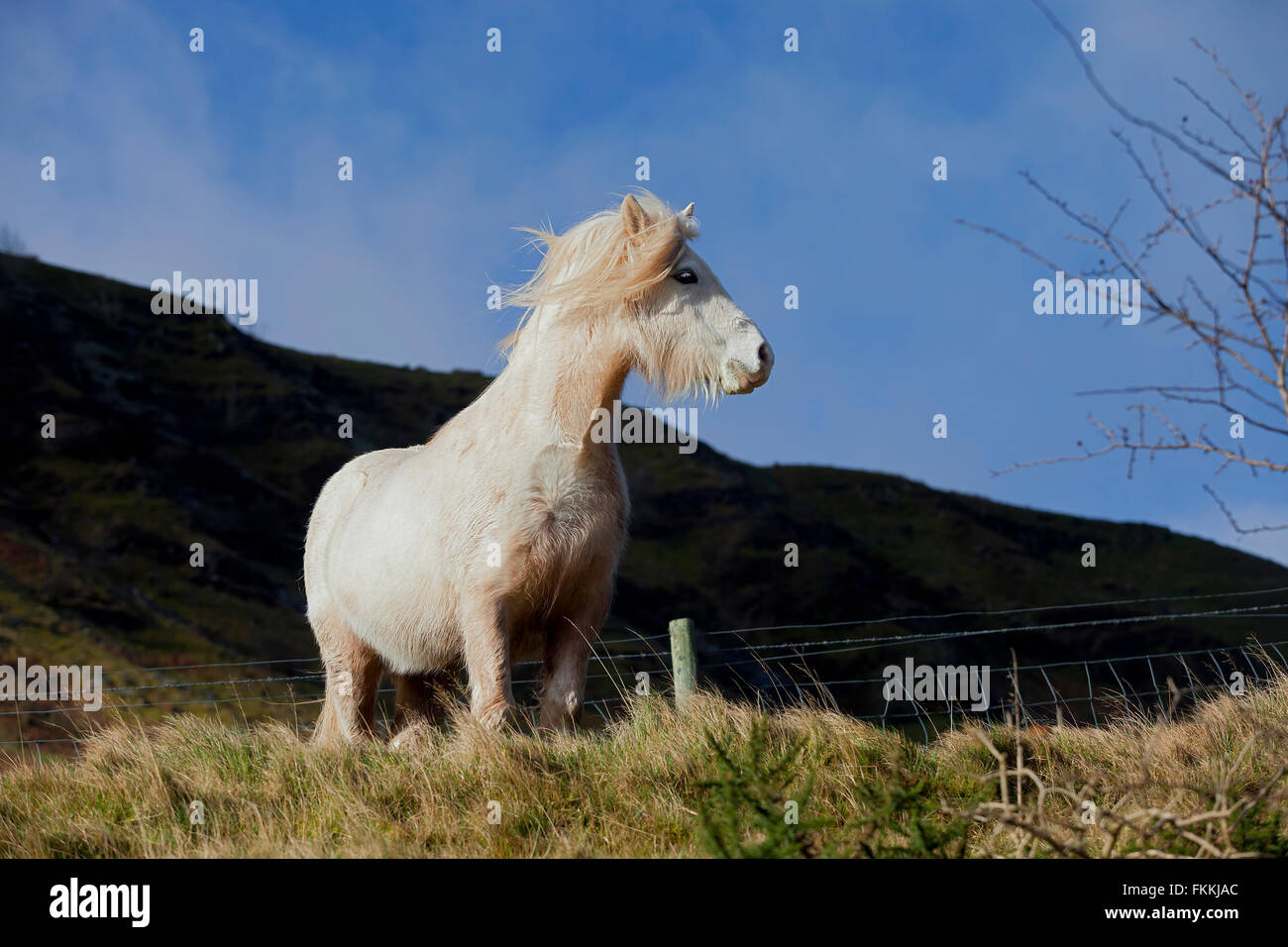 Wild Welsh Mountain pony Stock Photo - Alamy