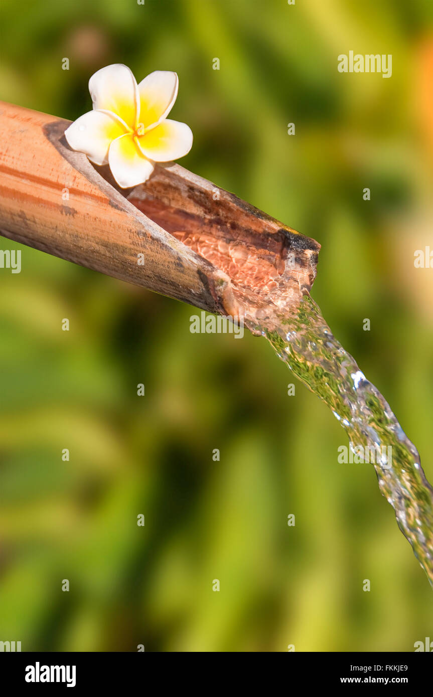 Bamboo flower hi-res stock photography and images - Alamy