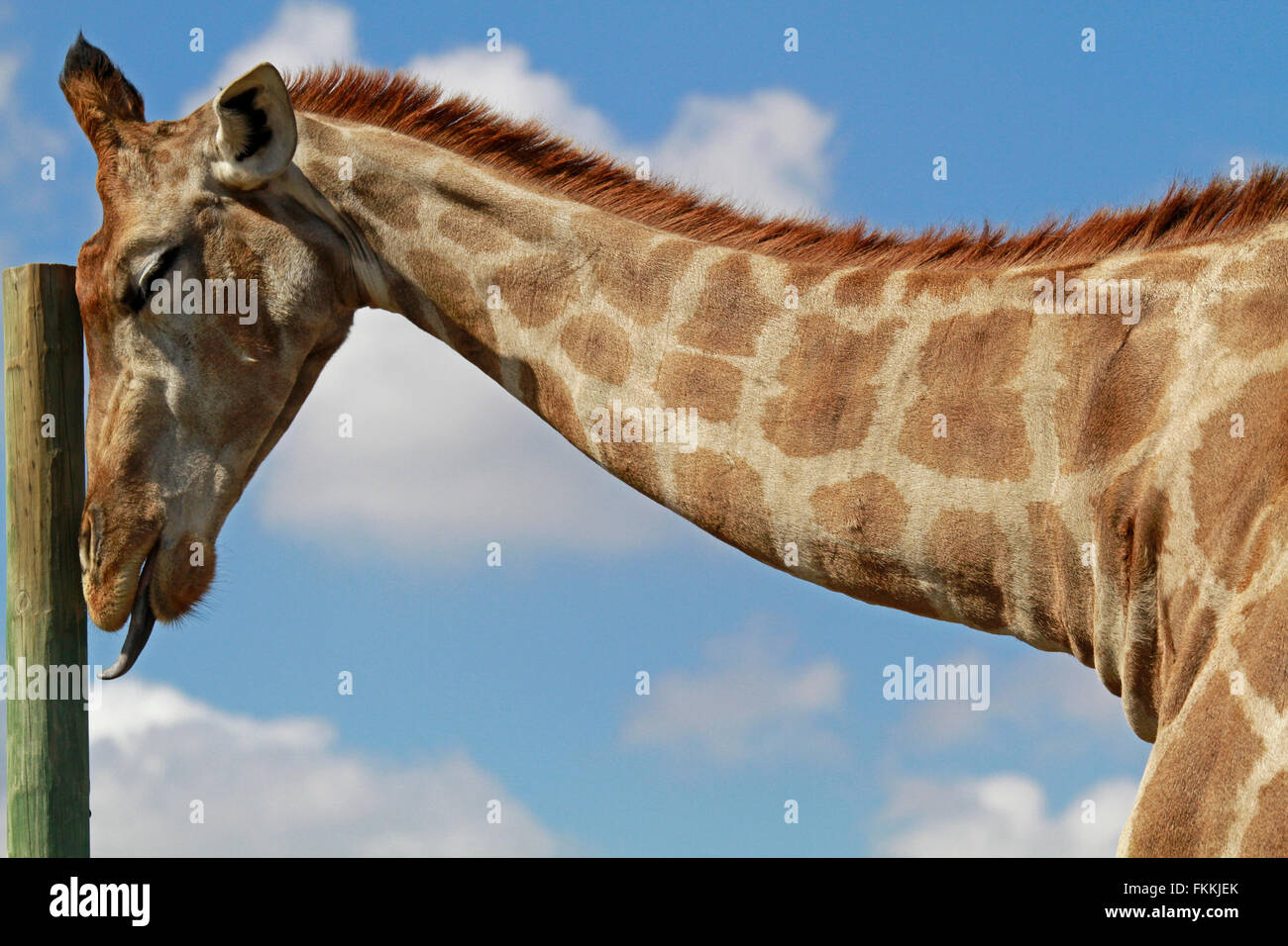 A giraffe (Giraffa camelopardalis)rubbing its face on a pole at The ...