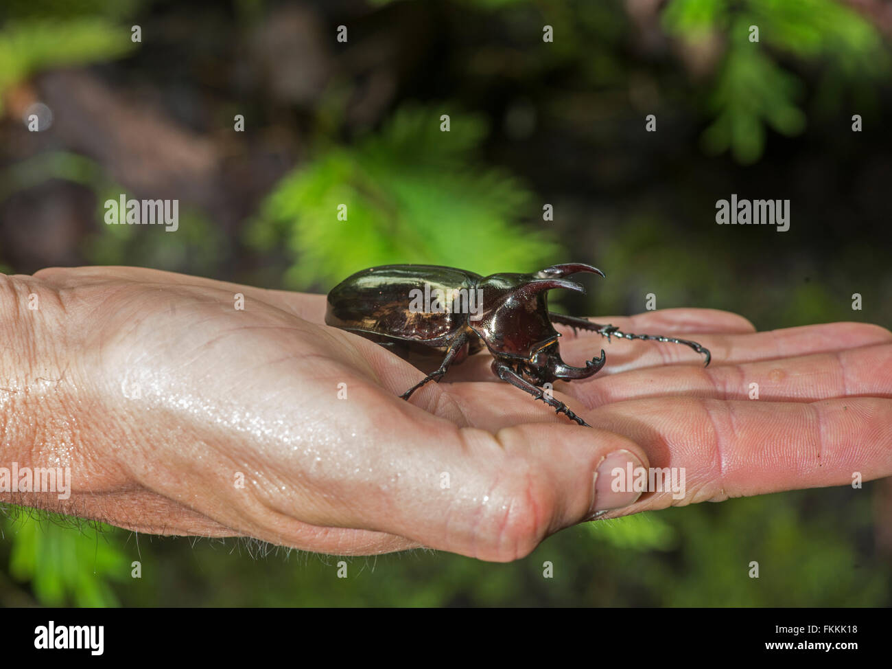 Three-Horned Rhinoceras Beetle. Chalcosoma mollenkampi. Sabah, Borneo ...