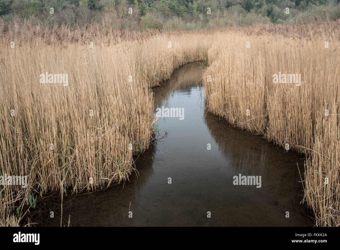 Common Reed: Phragmites australis Stock Photo - Alamy