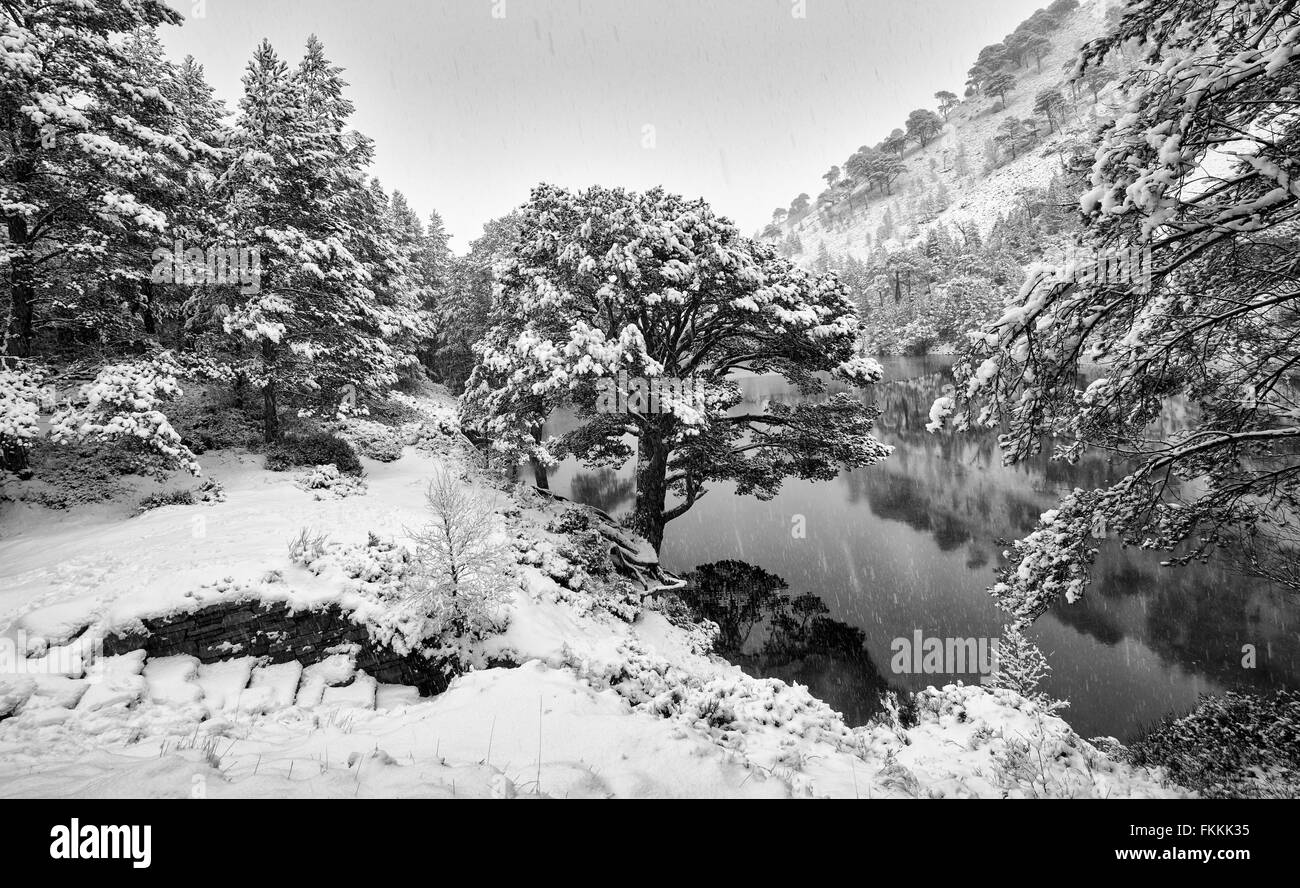 A cold snowy Loch Uaine, Glenmore Forest, Cairngorms in the Scottish ...