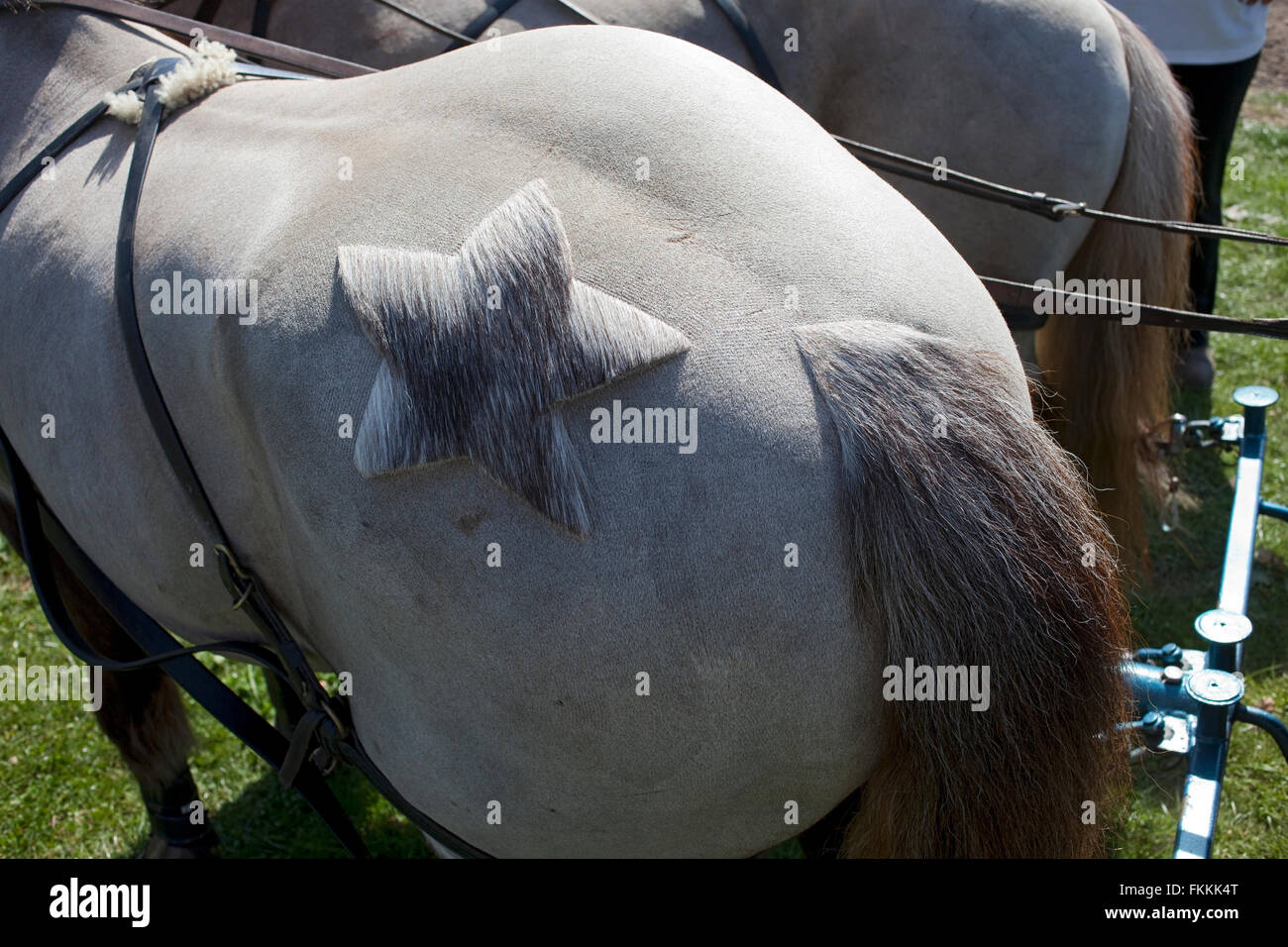 Star decoration on a scurry pony Stock Photo - Alamy