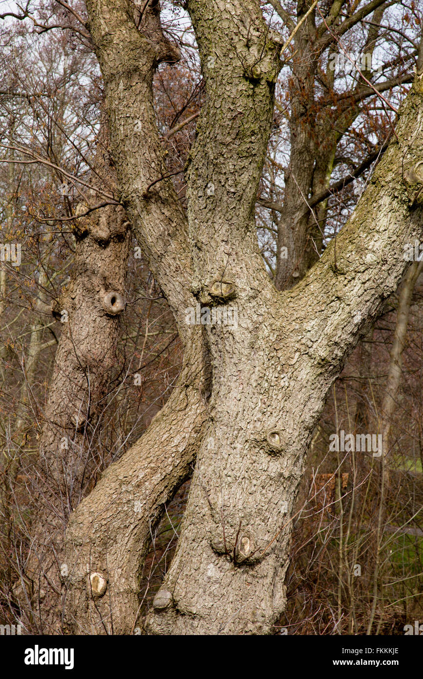 Gnarled tree trunks hi-res stock photography and images - Alamy