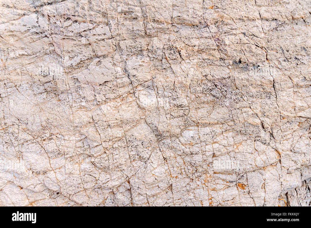 Sponge fossil rock hi-res stock photography and images - Alamy
