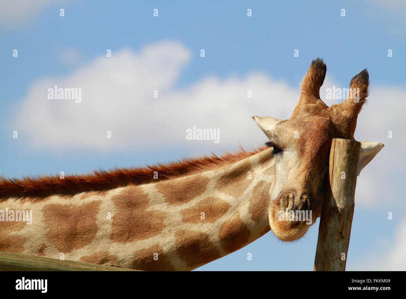 A giraffe (Giraffa camelopardalis)rubbing its face on a pole at The ...