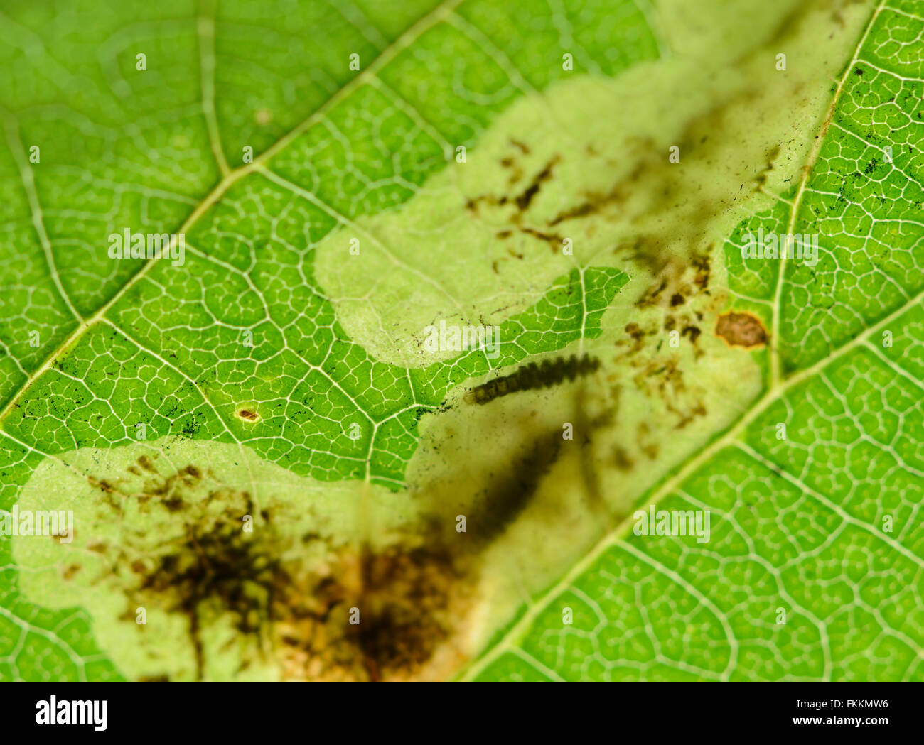 Leaf miner larva hi-res stock photography and images - Alamy