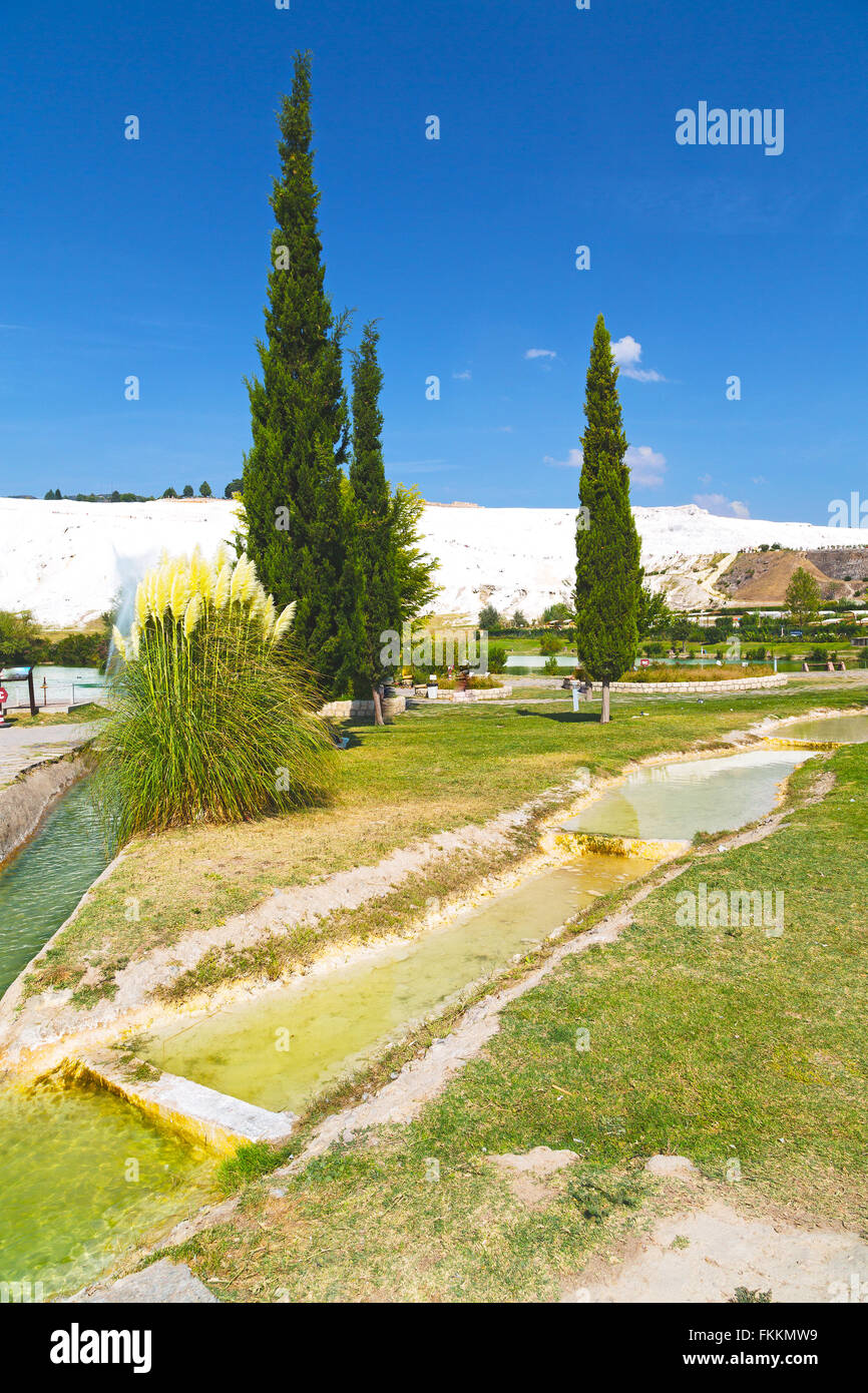 tree abstract in pamukkale turkey asia the old calcium bath and ...