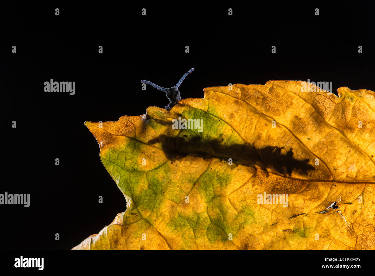 Velvet Worm: Peripatus novaezealandiae. Controlled, captive specimen ...