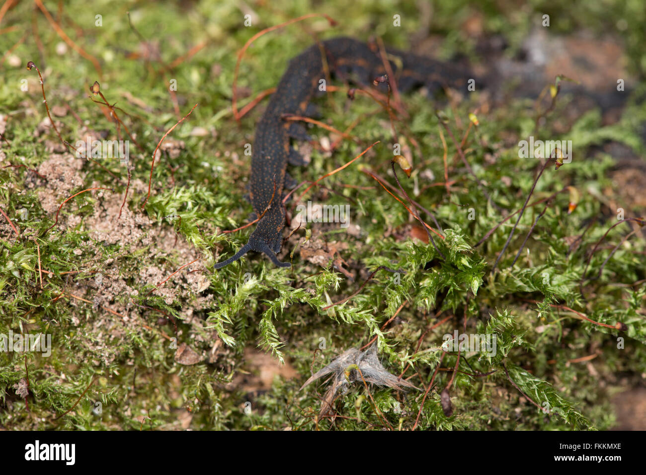 Velvet Worm: Peripatus novaezealandiae. Controlled, captive specimen ...