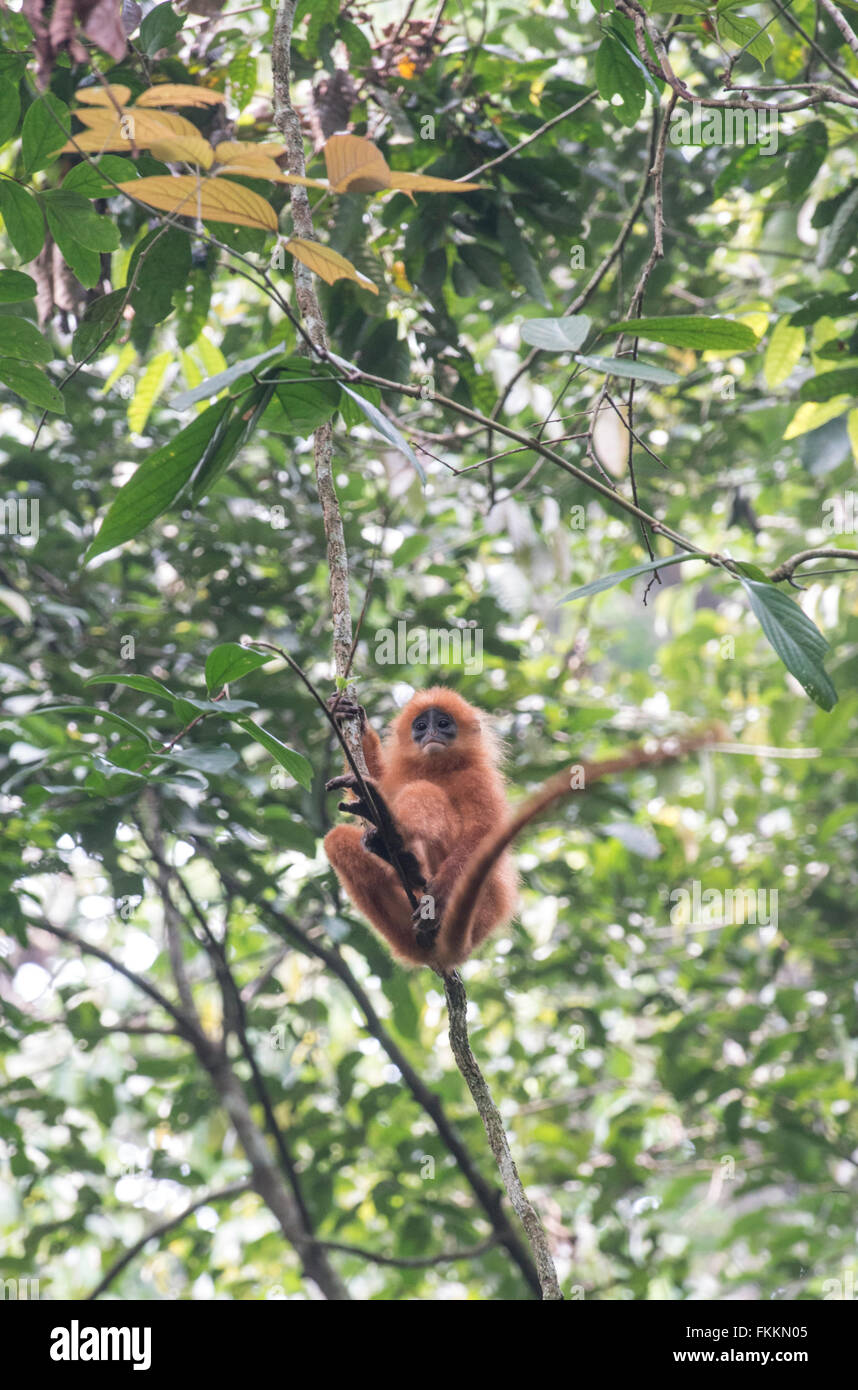 Red Leaf Monkey: Presbytis rubicunda. Sabah, Borneo Stock Photo - Alamy
