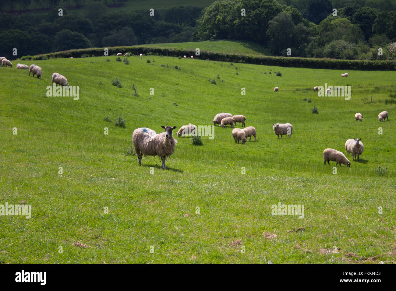 Sheep grazing in a Welsh field Stock Photo - Alamy