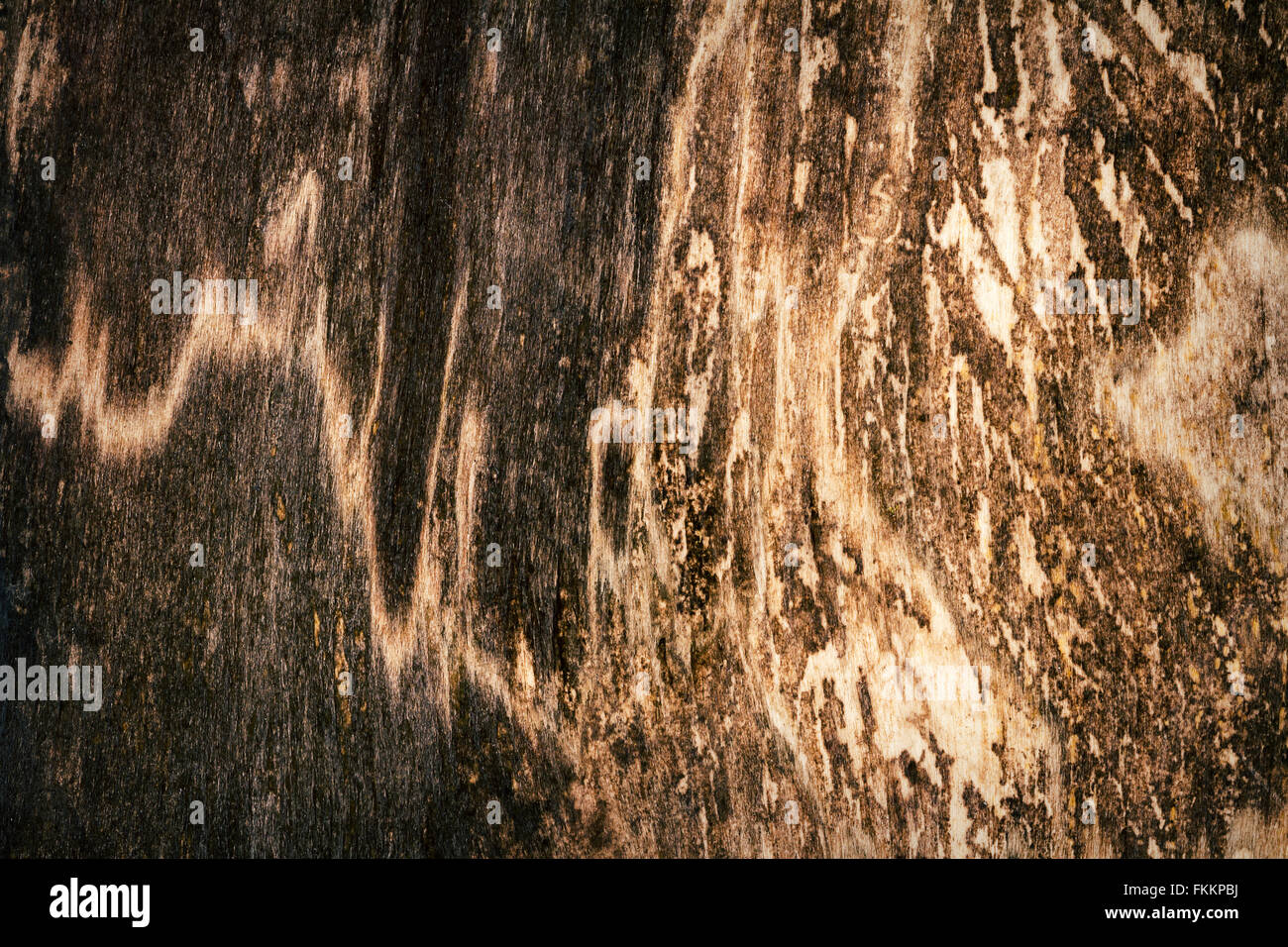 Old moldy wood texture background hi-res stock photography and images ...