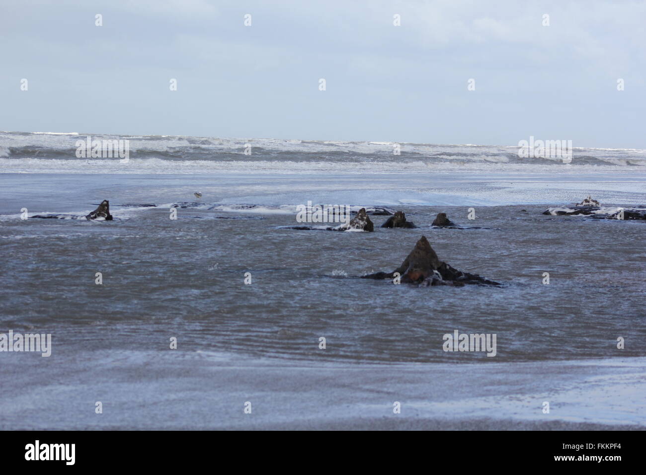Borth, Ceredigion, Wales. 9th March, 2016. UK Weather: A petrified ...